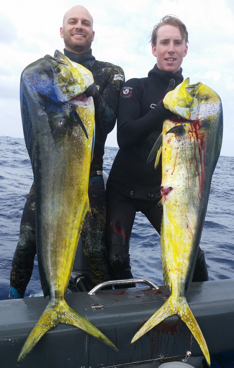 Our Blog Dolphin Fish Northern NSW October 2018